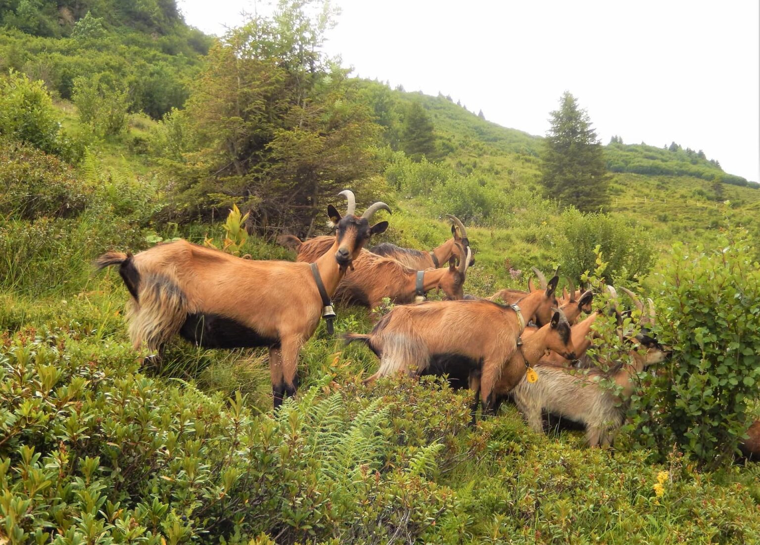 Swiss goat breeds - Swiss Farmers