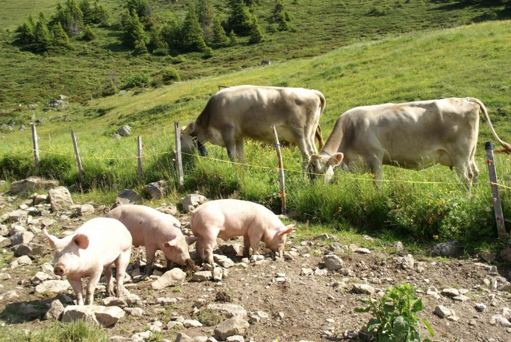 Alpine farming - Swiss Farmers