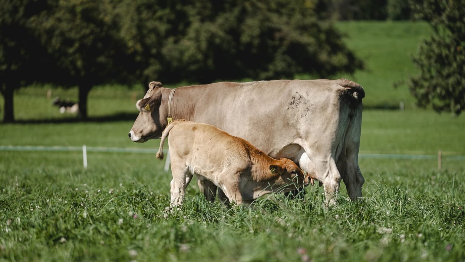 Cattle - Swiss Farmers