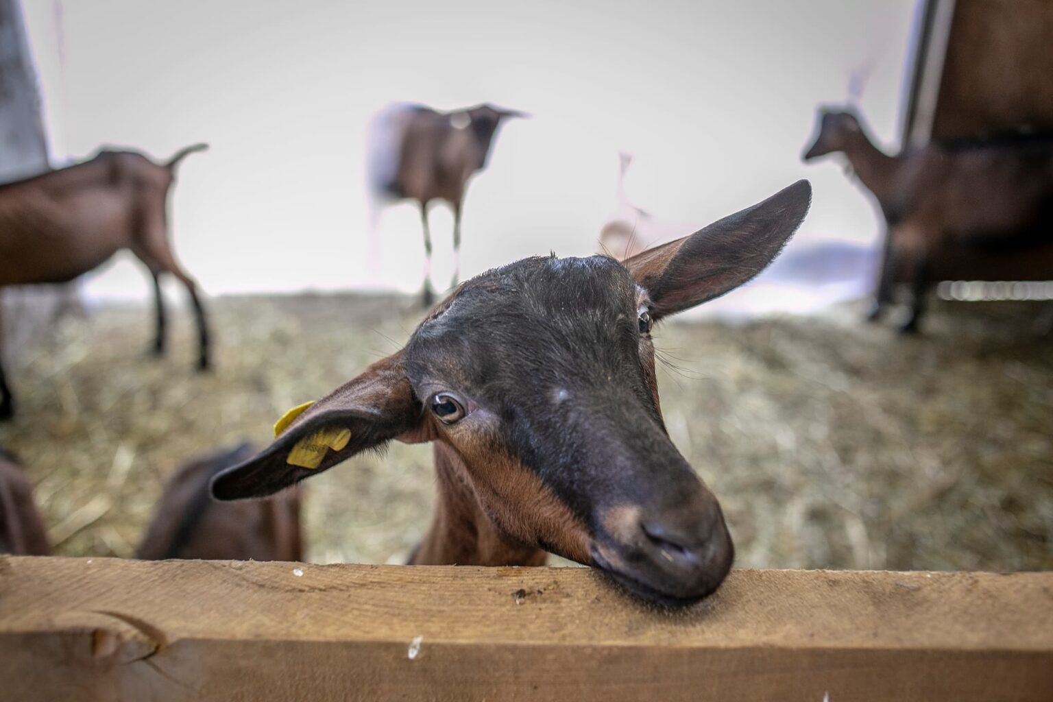 Swiss goat breeds - Swiss Farmers